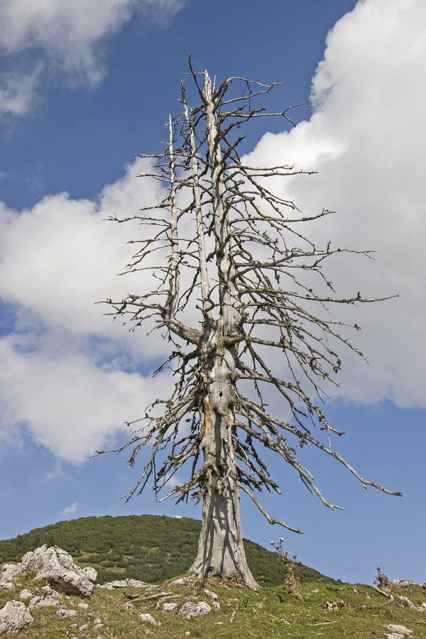 Tree mortality stock photo. Image of drama, bavaria - 140509420