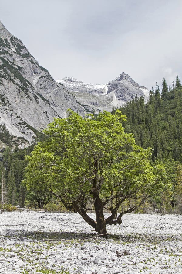Tree mortality stock photo. Image of stone, rockslide - 56016092