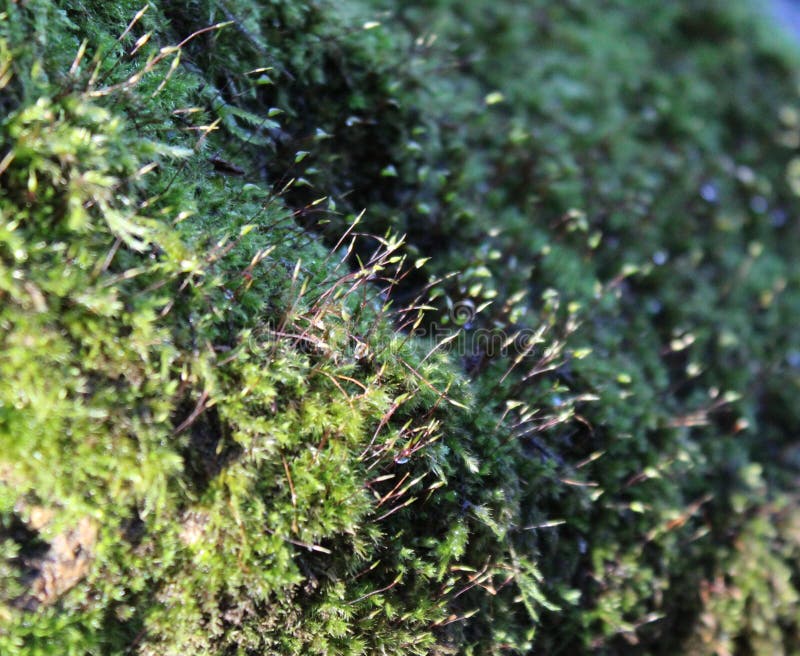 Tree with moss stock photo. Image of moss, natural, life - 135053766