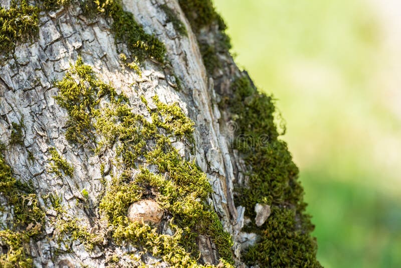 Tree Moss Closeup stock photo. Image of nature, moss - 46671980