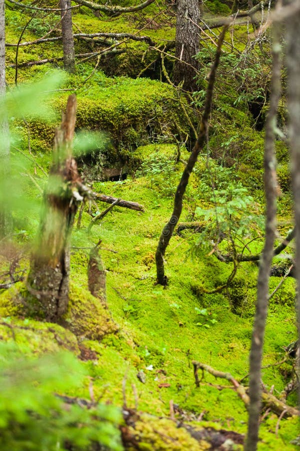 Tree Moss Deep in a Wild Forest. Stock Image - Image of fresh, branch ...