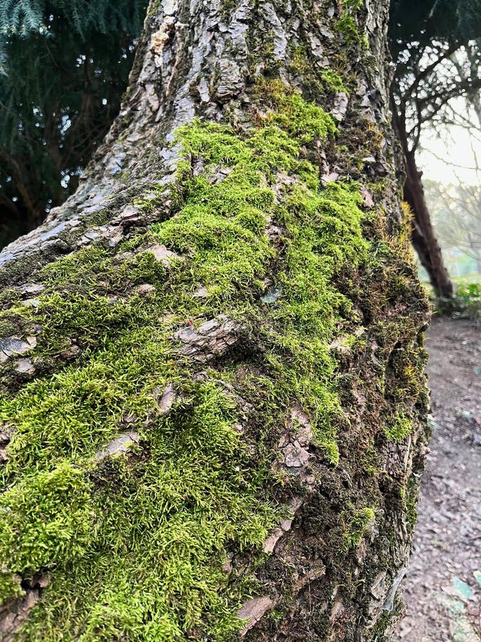 Tree moss detail stock image. Image of summer, wood - 368135147