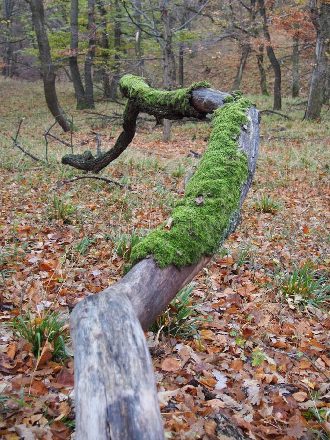 Tree with moss stock photo. Image of wood, plant, small - 131297346