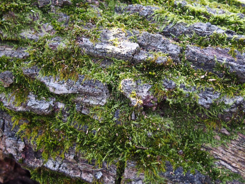 Tree with moss stock photo. Image of small, moss, life - 131304472