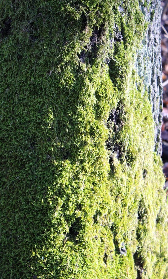 Tree with moss stock image. Image of nature, forest - 135417783