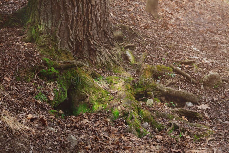 Tree burrow stock image. Image of wood, stumped, natural - 69315455