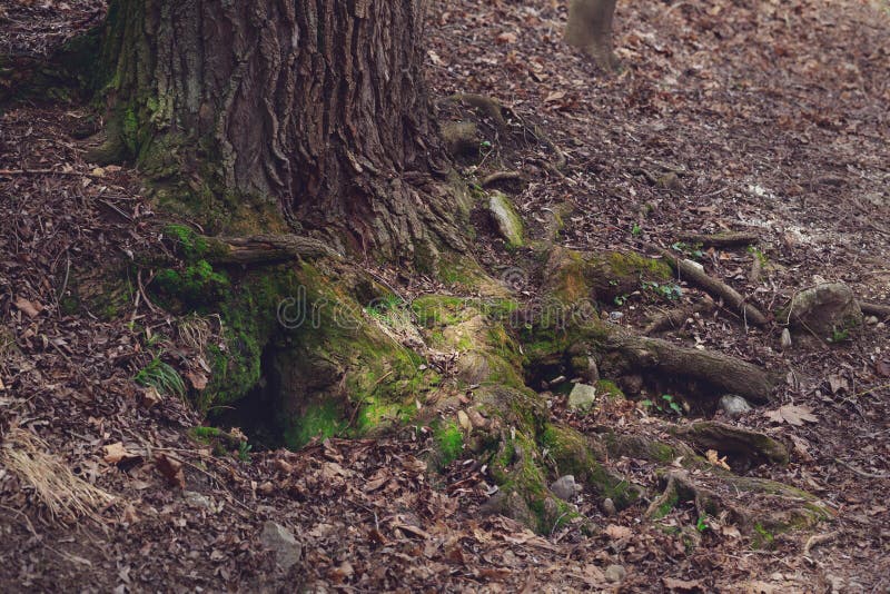 Roots Burrow The Wall stock image. Image of asia, arts - 57273503