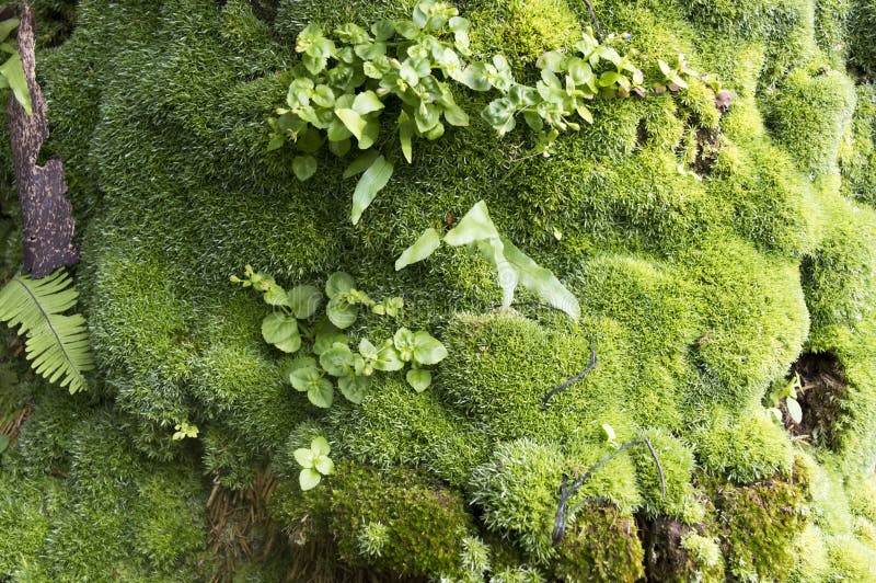 Tree Moss Forrest with Beautiful Colors Stock Photo - Image of moss ...