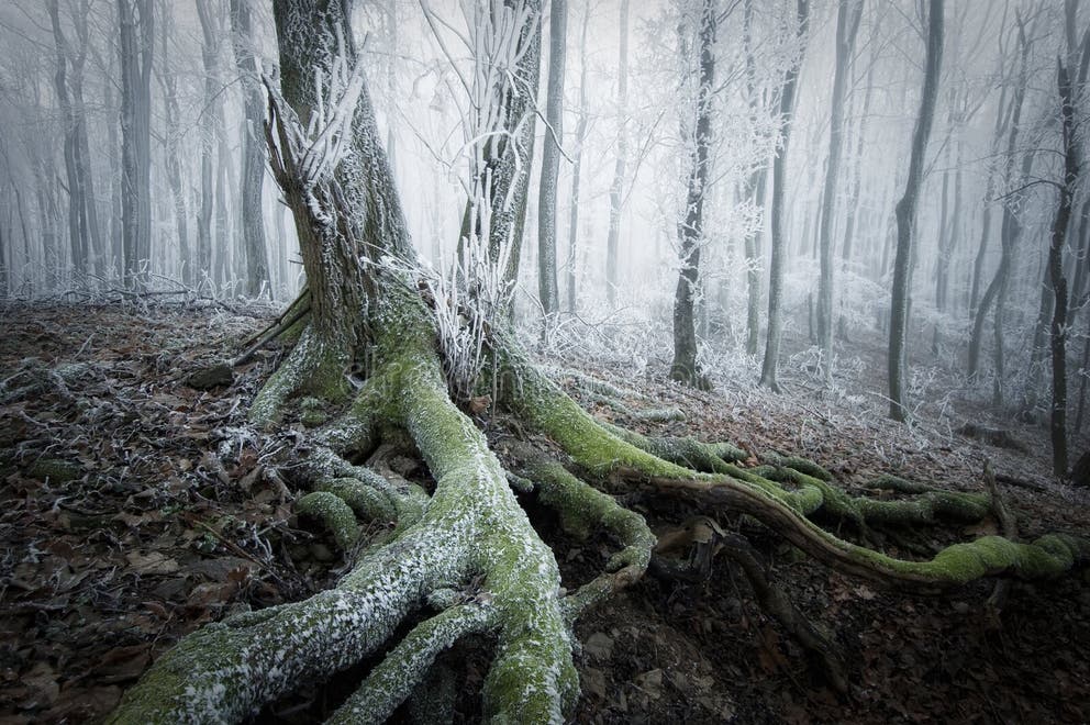 Tree with Moss in a Frozen Forest in Winter Stock Image - Image of fall ...
