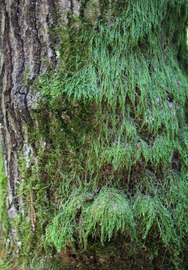 Tree with moss stock image. Image of moses, life, moss - 125767125