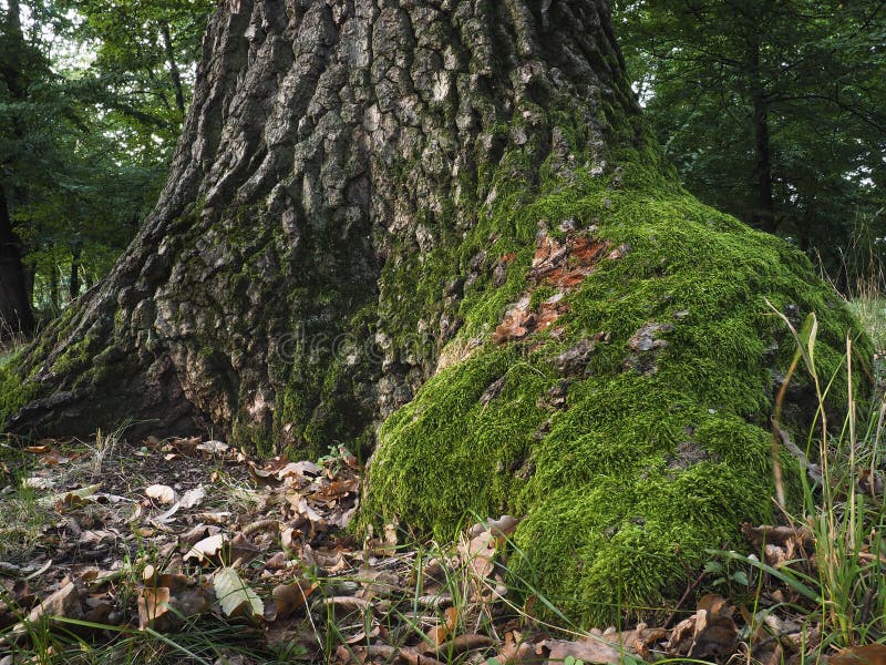 Tree Moss Closeup Forest stock photo. Image of forest - 153280944