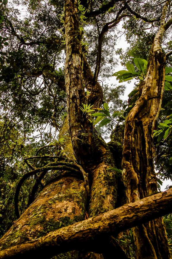 A Tree with Moss Growing on it Stock Photo - Image of moss, environment ...