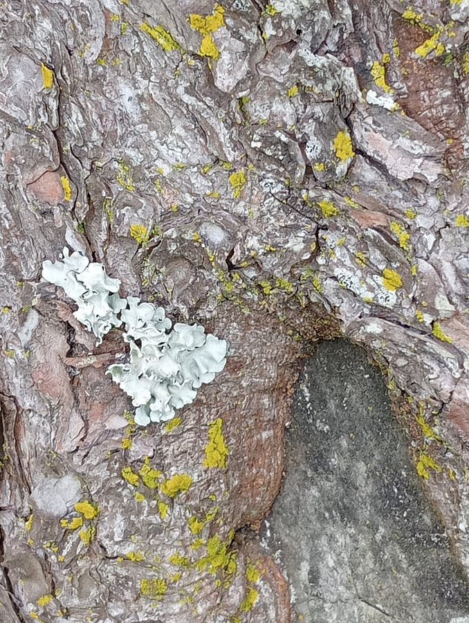 Tree moss / growth stock photo. Image of pests, trees - 307610432