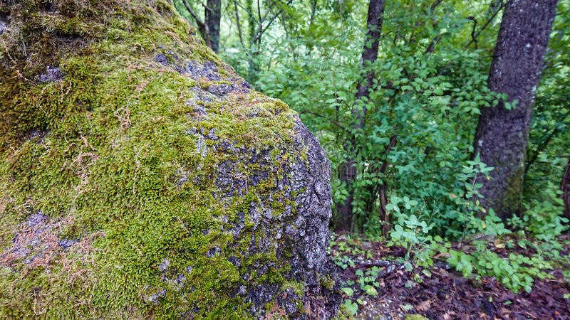 Tree Moss Closeup Forest stock photo. Image of forest - 153280944