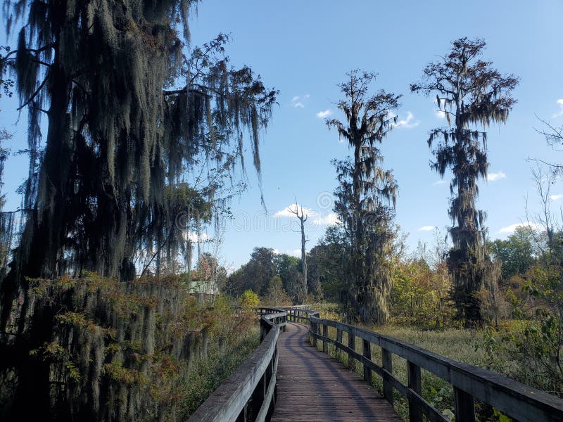 Tree Moss Hanging in Phinizy Swamp Stock Image - Image of wilderness ...