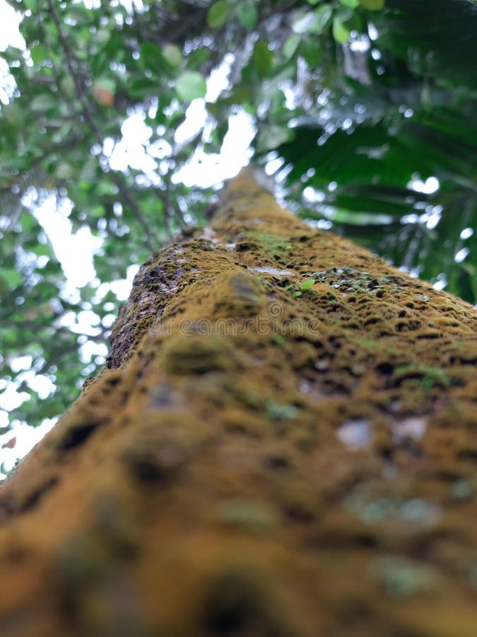 Tree moss in the jungle stock photo. Image of flower - 277297098