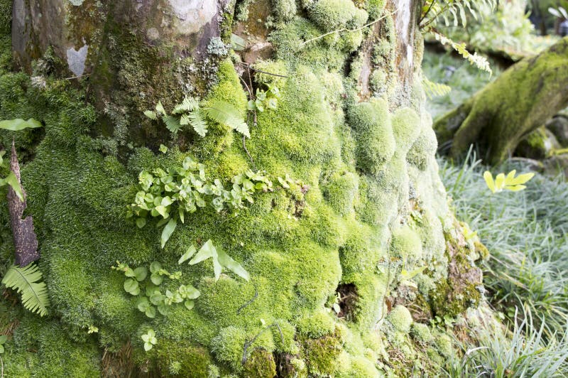 Tree moss stock image. Image of humidity, relaxing, forrest - 76335105