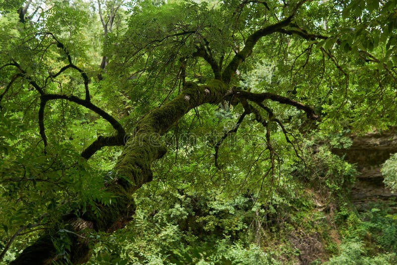 Mossy Tree in Mountain Rainforest Stock Photo - Image of fluffy, moss ...