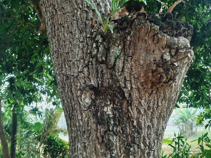 Tree Most Beautiful Tree Trunk in the Afternoon Stock Image - Image of ...