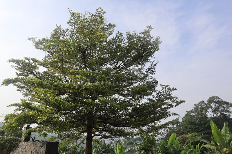 The Tree Motif is Very Unique Stock Photo - Image of spruce, green ...