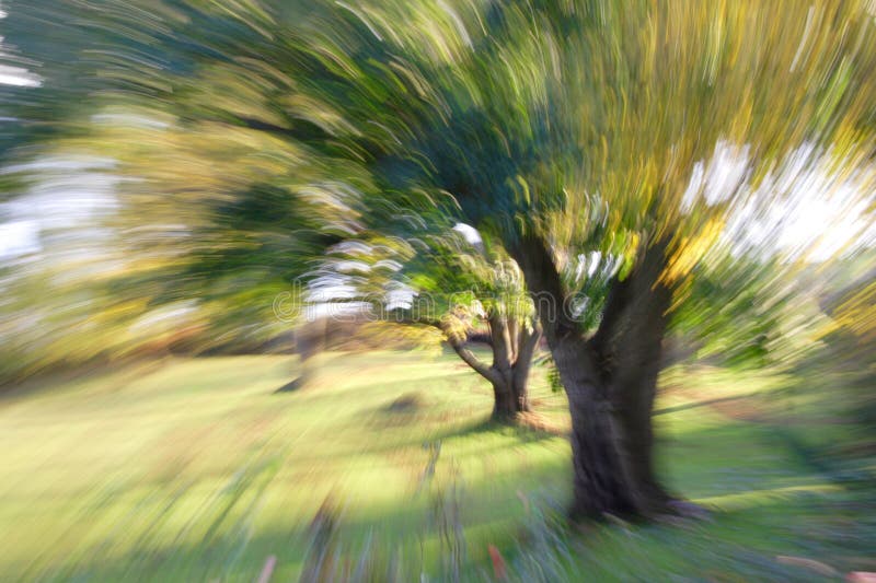 Tree in motion stock photo. Image of blur, zoom, windy - 4018144