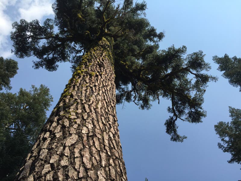 Tree, Mount Shasta stock image. Image of tree, mount - 57791735
