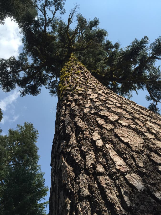 Tree, Mount Shasta stock image. Image of nature, shasta - 57791715