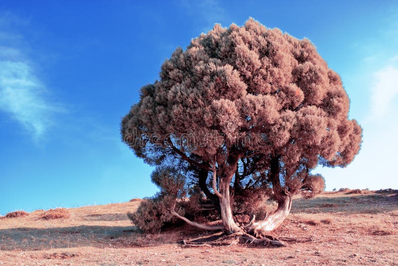Tree on a mountain stock photo. Image of national, beauty - 13205744