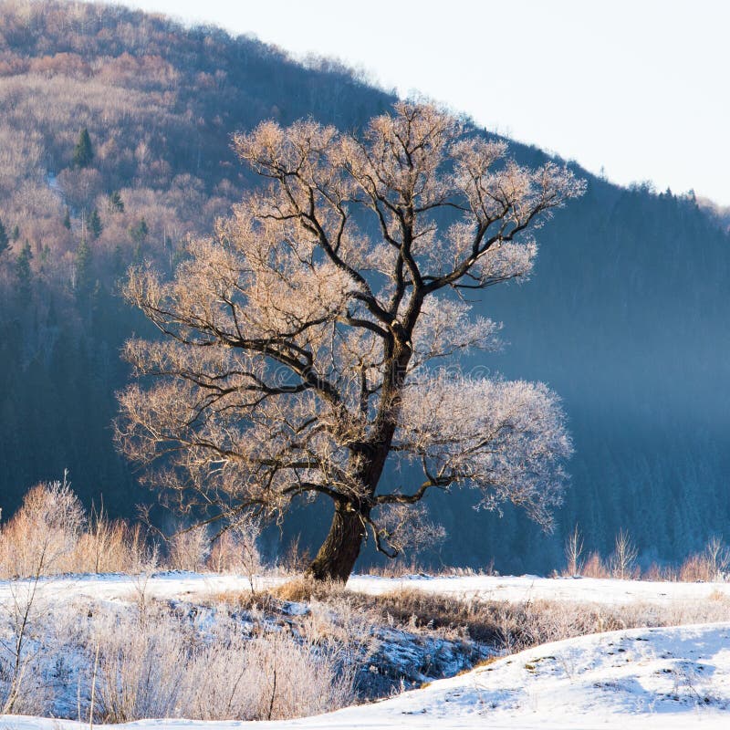 Tree and Mountain Against the Winter Scenes Stock Photo - Image of ...