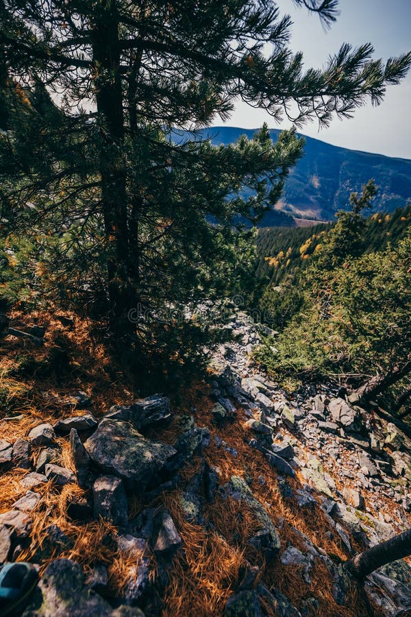 A Tree with a Mountain in the Background Stock Photo - Image of blue ...