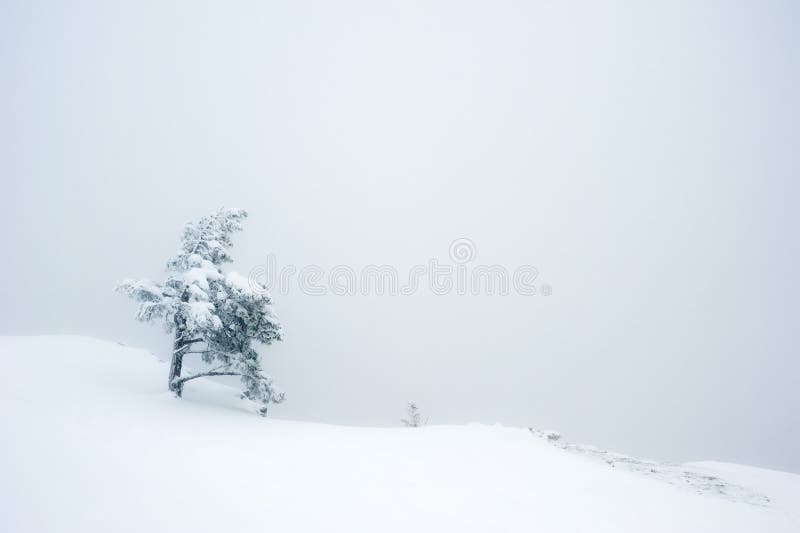 Tree on a mountain cliff stock photo. Image of scarp - 12546782