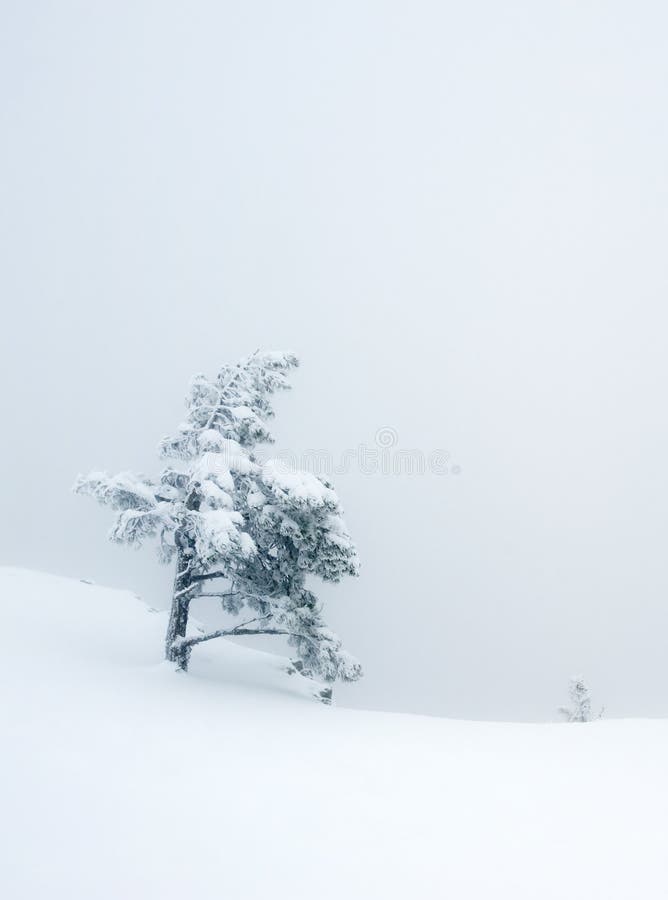 Tree on a mountain cliff stock image. Image of beauty - 12715659