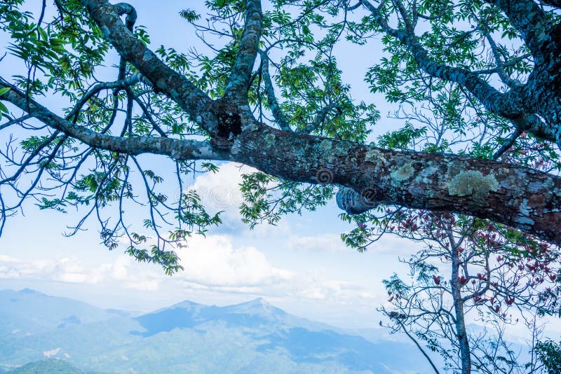 Tree with Mountain at Doi Pha Tang Stock Image - Image of north ...