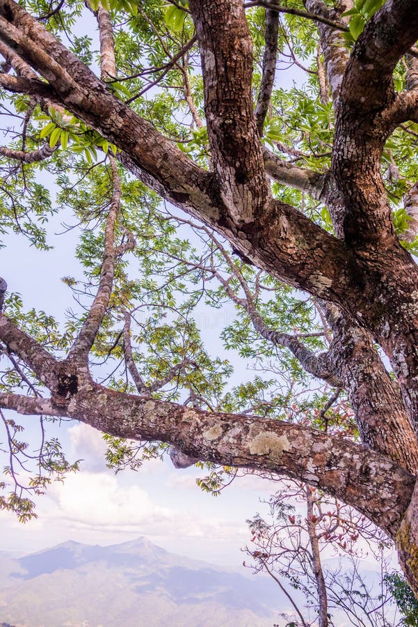 Tree with Mountain at Doi Pha Tang Stock Image - Image of landscape ...