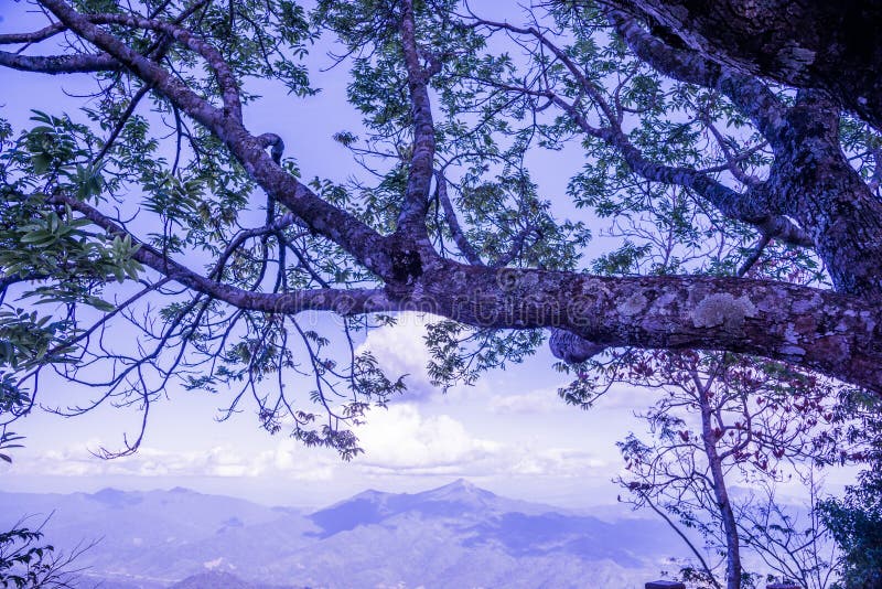 Tree with Mountain at Doi Pha Tang Stock Image - Image of north, hill ...