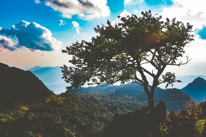 Tree on the Mountain Hill Cliff in the Forest. Stock Photo - Image of ...