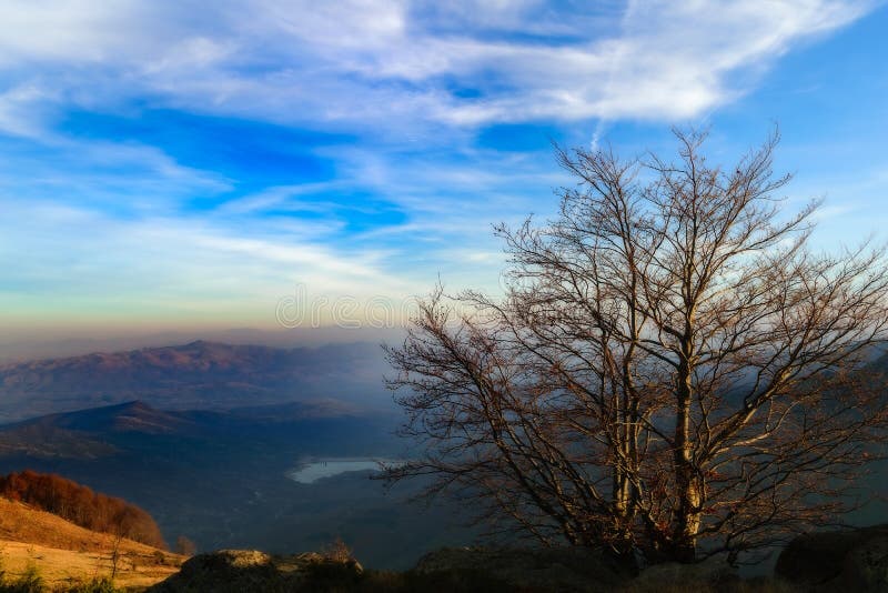 Tree on a mountain stock image. Image of colors, view - 154081381
