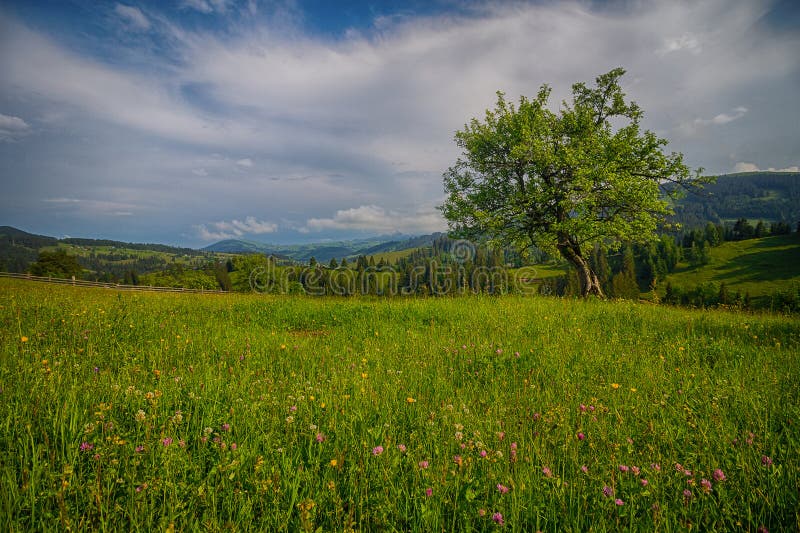 Tree on a Mountain Pasture in Summer. Stock Photo - Image of field ...