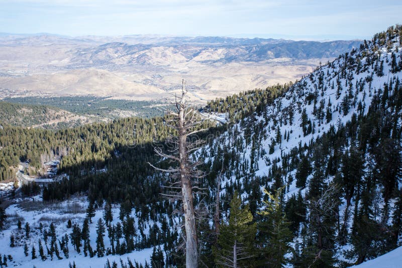 Tree stock photo. Image of park, landmark, skier, view - 105034308