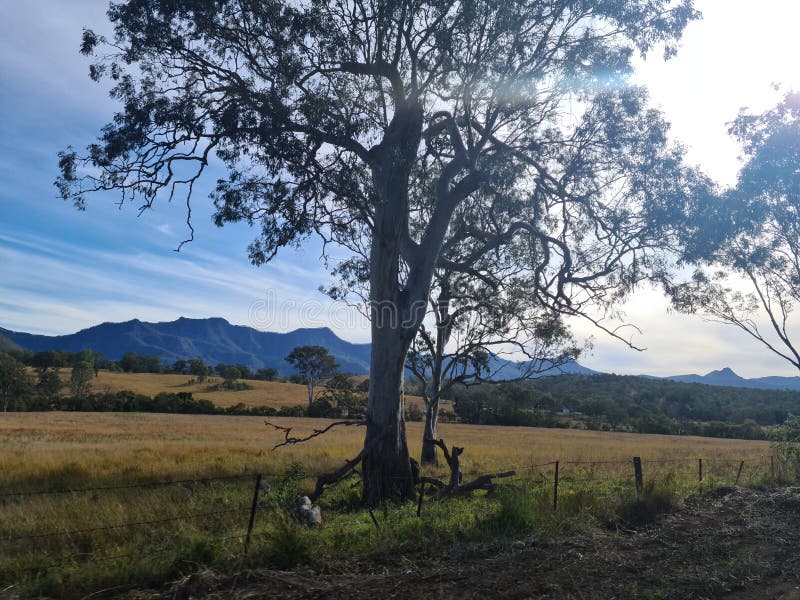 Bush land stock photo. Image of flowering, walkway, tropics - 1682734
