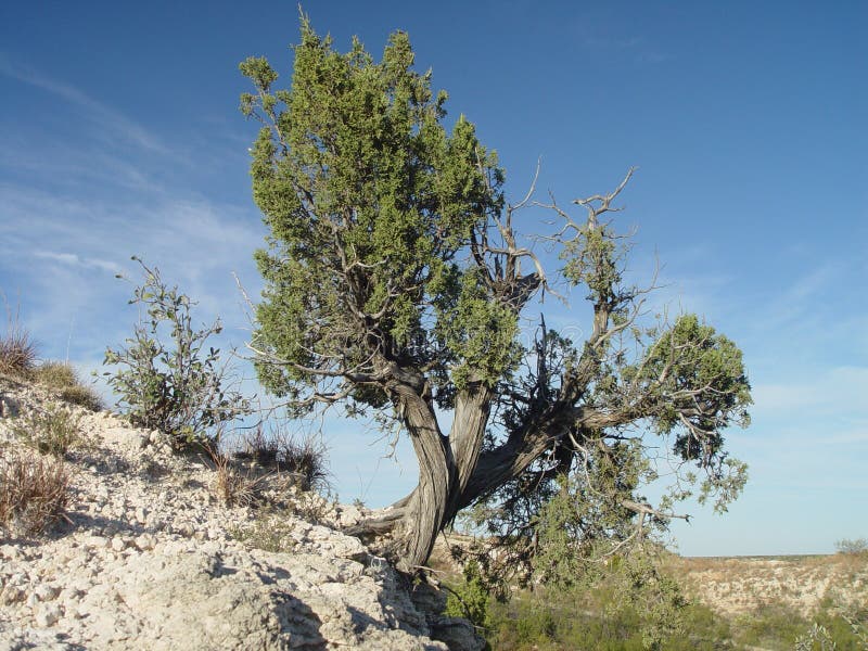 Tree on mountain side stock photo. Image of tree, plateau - 1089588