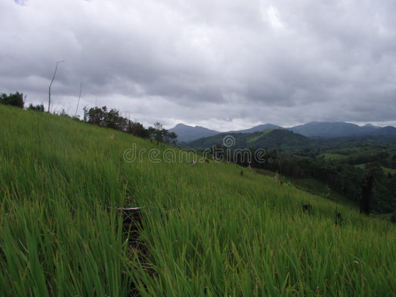 You Can See the Mountain of Rice Fields of Livestock Seen from the Top ...