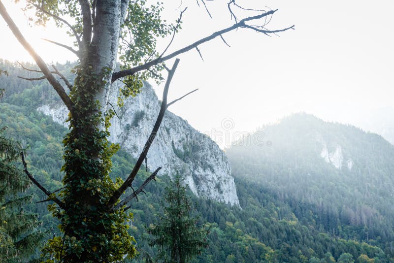 Tree and Mountain in Soft Dawn Light Stock Image - Image of tree ...