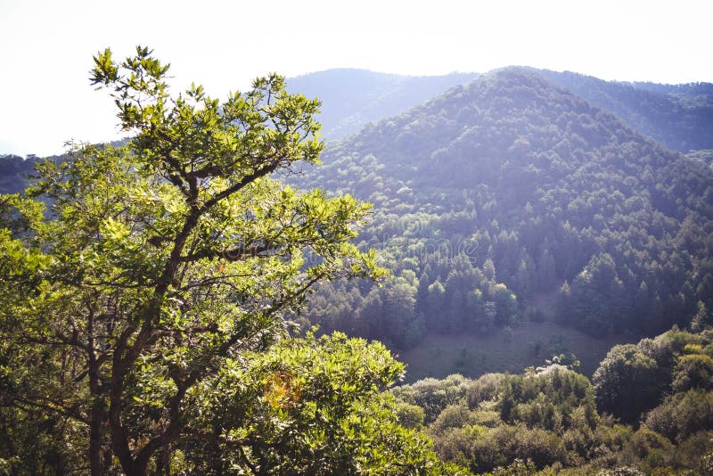 Tree and mountain views stock photo. Image of environment - 70777988