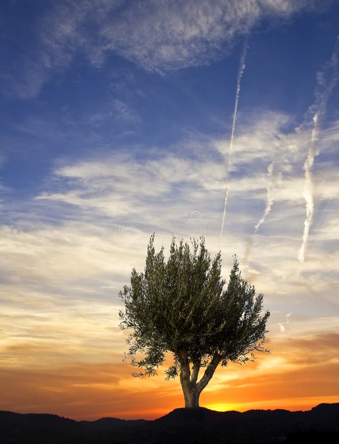 A tree in the mountains stock photo. Image of river, tourism - 36730218