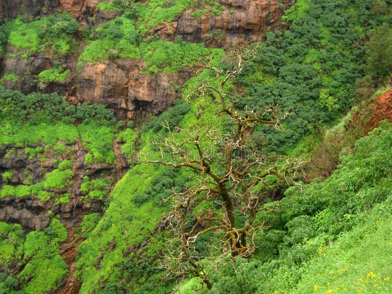 Tree on mountainside stock image. Image of scenic, picturesque - 1310623