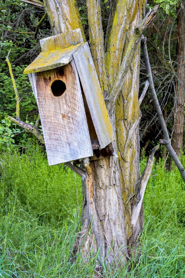Tree mounted bird house stock image. Image of home, nature - 31088311