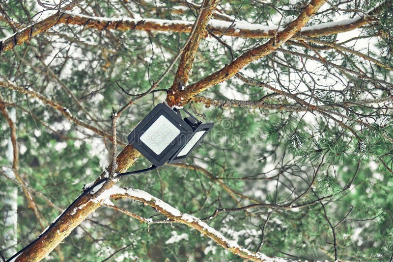 Tree-mounted Led Spotlight on the Pine Branch in the Winter Pine Forest ...
