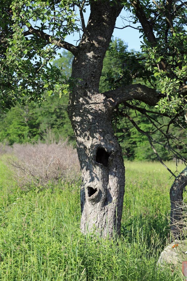 Tree Appears To Be Growing Out Of Large Granite Boulder Stock Image ...