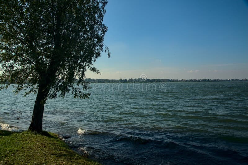 Tree Moved by the Wind by the Shore of a Lake on a Windy Day in Autumn ...